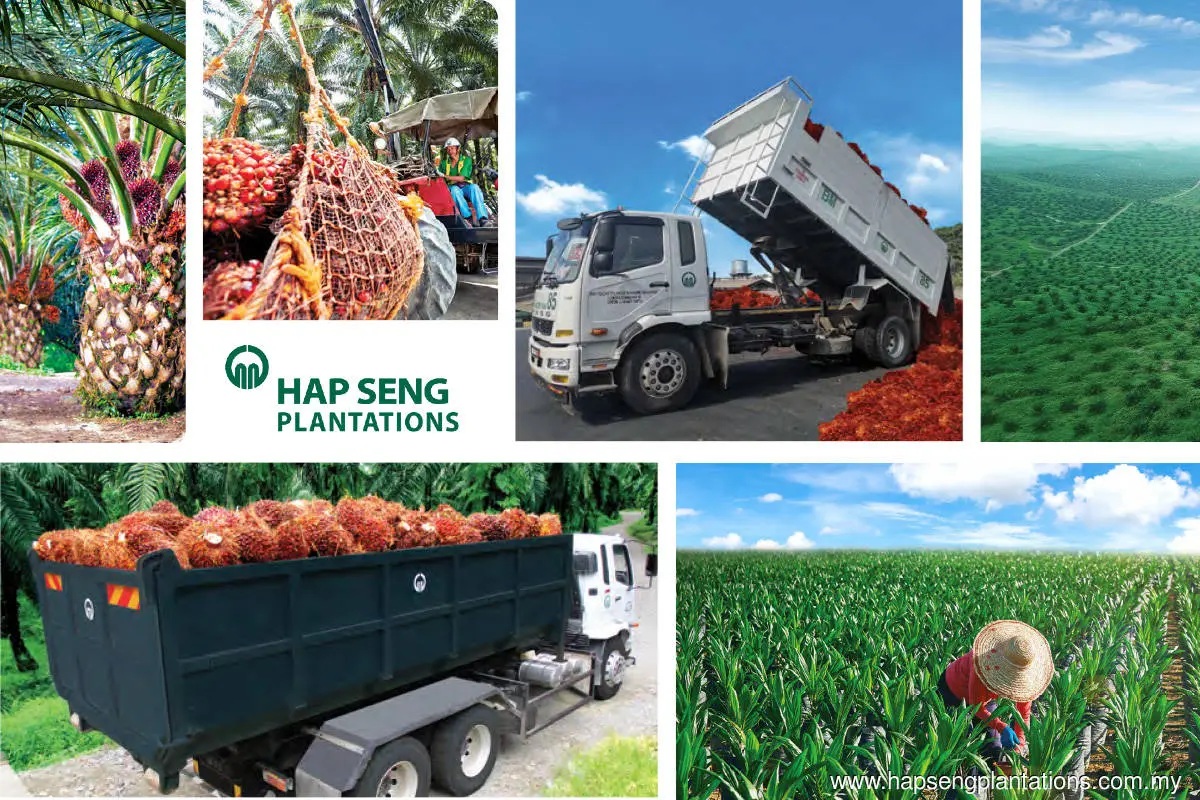Hap Seng Plantations may report better earnings in 3Q on higher output ...