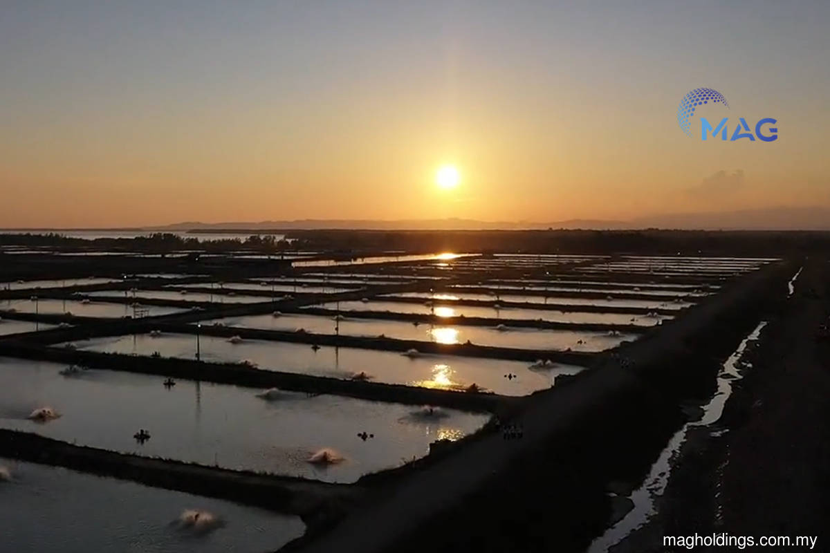 Prawn producer MAG announces RM40m purchase of farmland and assets in Tawau