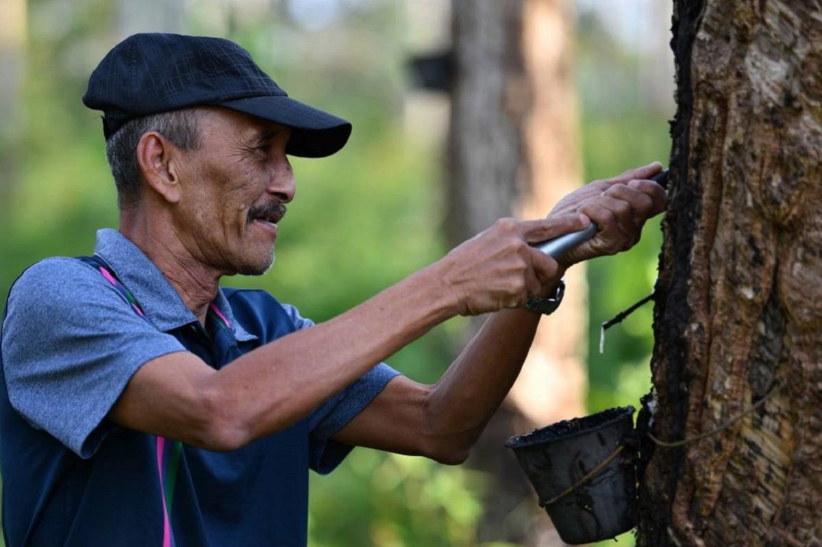 Govt Has No Plan to Raise Activation Pricing of Rubber Production ...