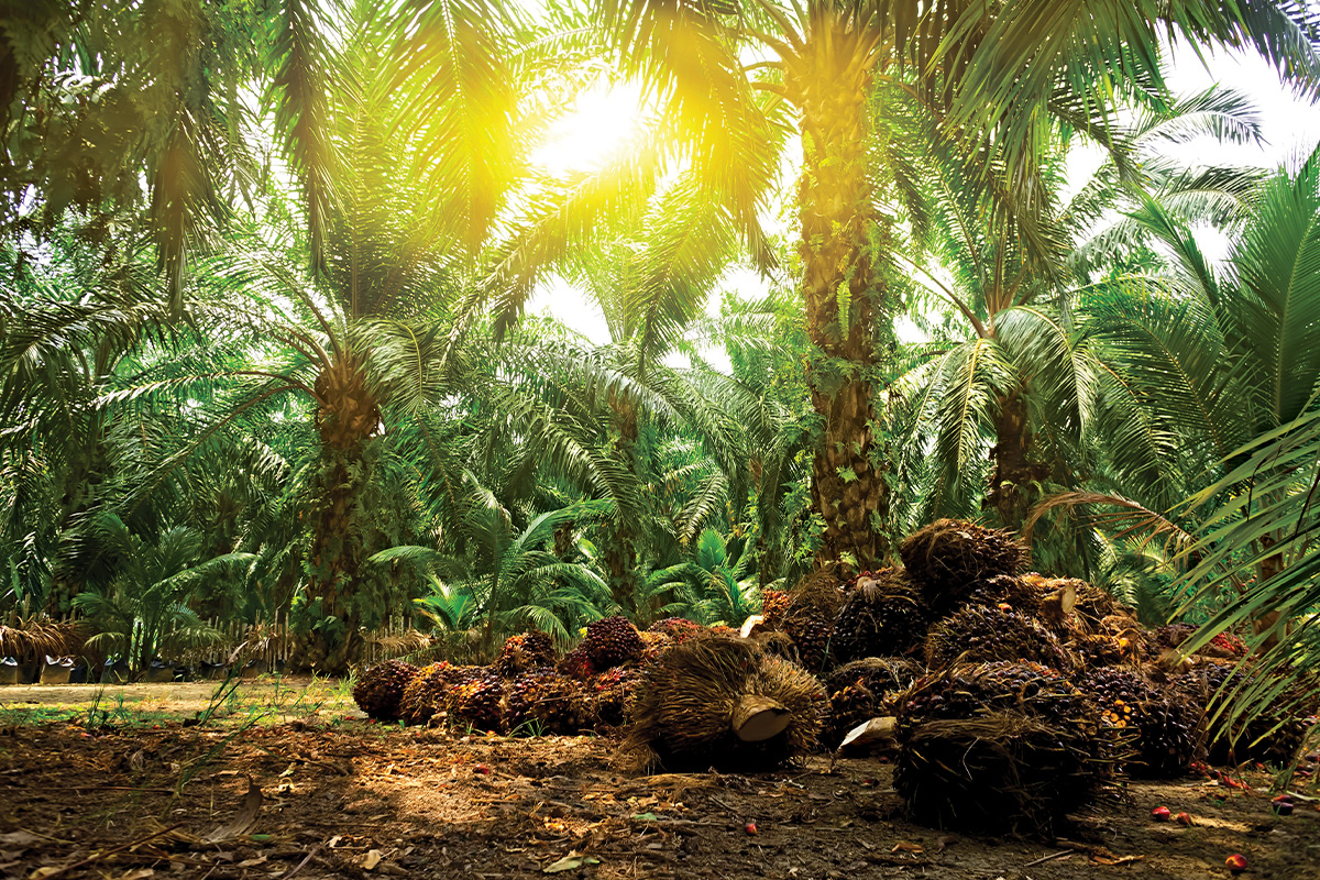 Palm oil’s contribution to global health and well-being