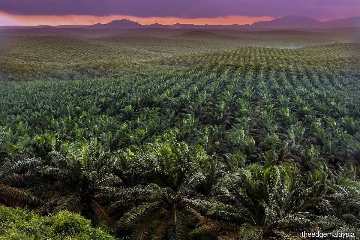 SD Guthrie MD does not see CPO prices at premium to soybean oil anytime ...