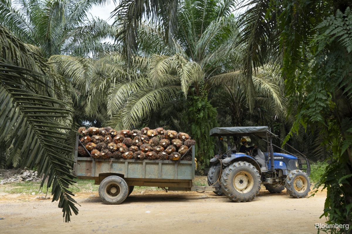 Malaysia lowers February crude palm oil reference price | KLSE Screener