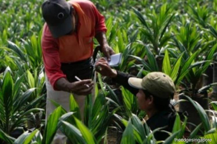 First Resources, Wilmar among gainers from India's CPO duty hike