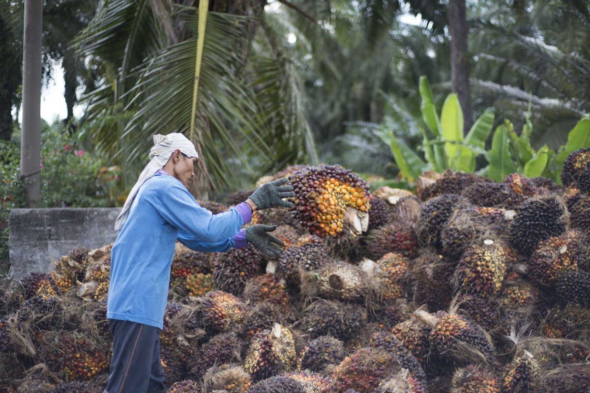 Palm oil: Splitting fact from fiction