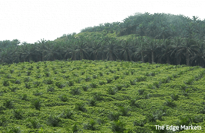 Plantations sector ‘neutral’ over demand uncertainty