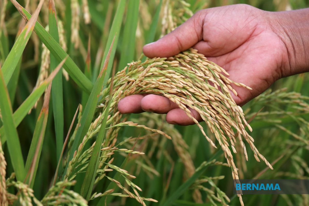 Bernas rubbishes claims that it uses ‘plastic rice’ in its products