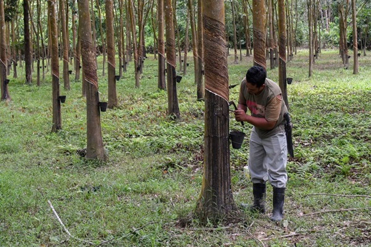 Malaysia's June natural rubber production up 16.8% — DOSM | KLSE Screener