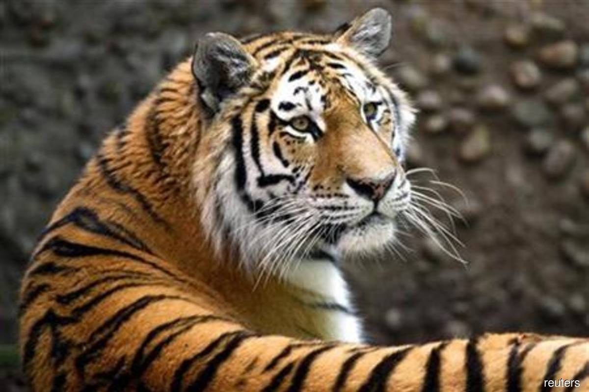 RM39m to protect tigers, get more rangers | KLSE Screener
